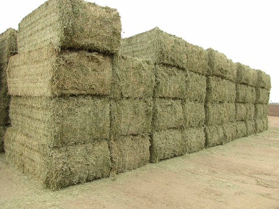 Alfalfa Hay For Sale - SG wood AB